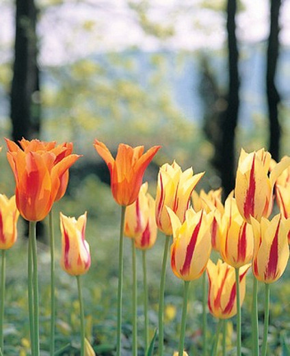 An Elegant Spring Border Idea with Tulip 'Ballerina' & Tulip 'Mona Lisa'
