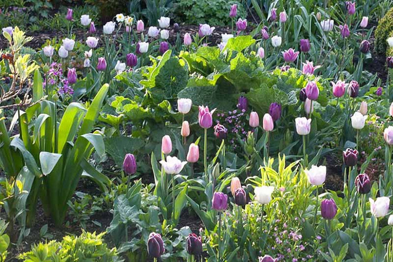 A Long-Lasting Spring Border Idea for Your Garden