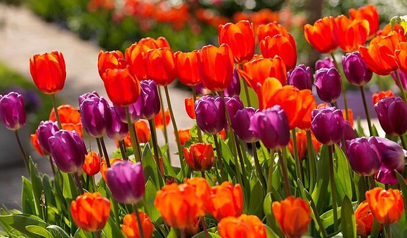 A Glowing Spring Border Idea for Your Garden