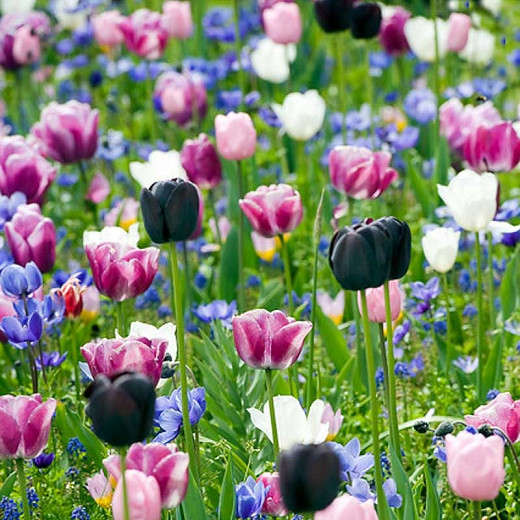 A Magnificent Spring Border idea for a Joyful Display