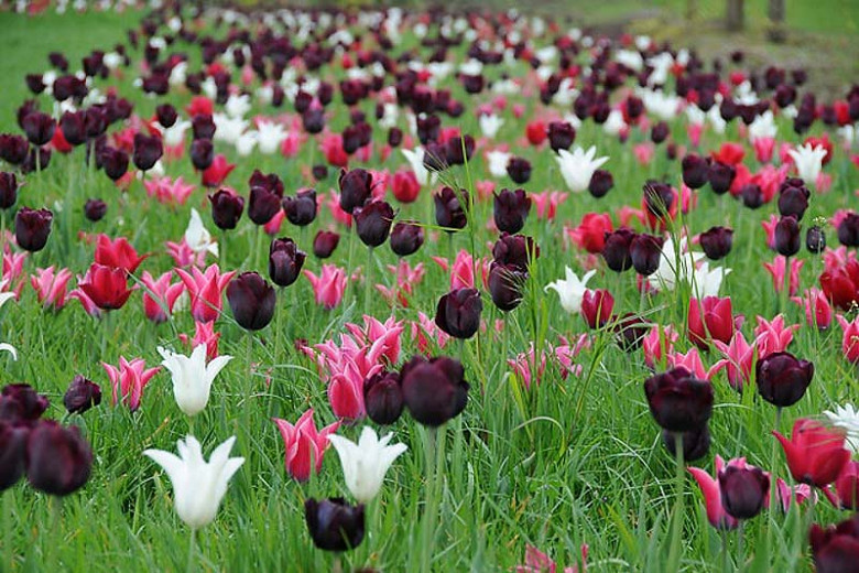 A Sparkling Border Idea for the Mid-Late Spring Garden