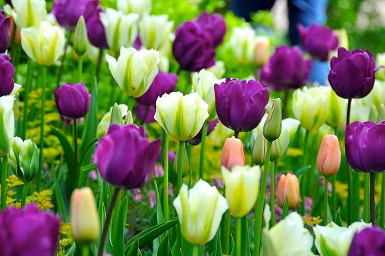 A Distinctive Spring Border with Tulip 'Negrita', Tulip 'Spring Green ...