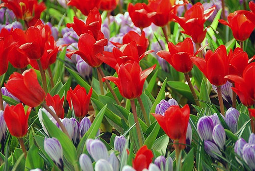A Striking Spring Border with Tulip 'Showwinner' & Crocus 'Pickwick'