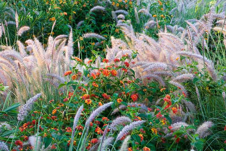 An Easy Summer Planting Idea with Lantana and Ornamental Grasses