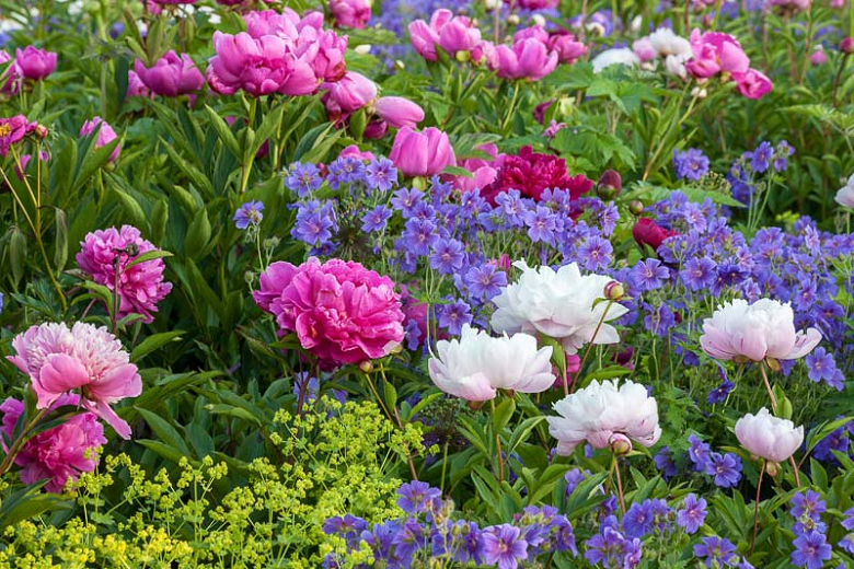 A Lovely Spring Border Idea with Peonies