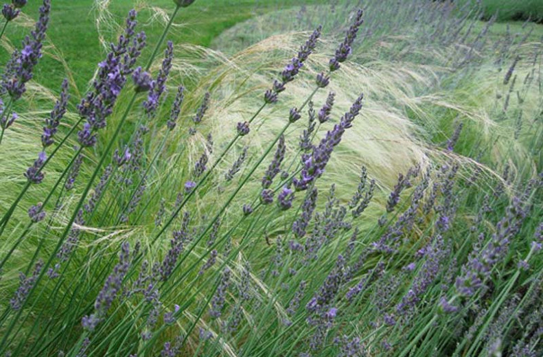 For A Naturalistic Look