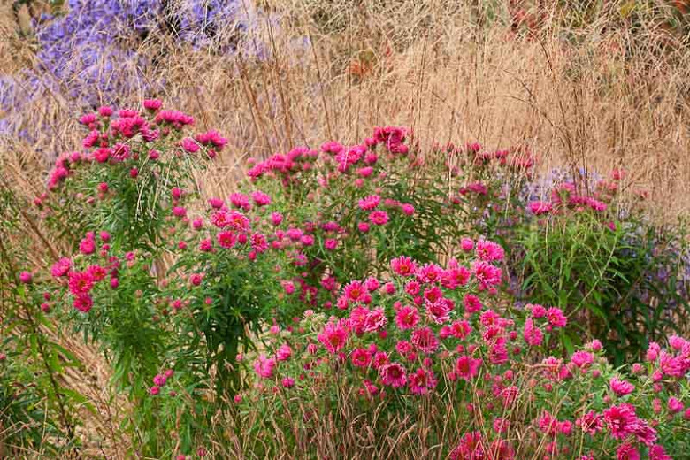 A Glowing Fall Border with Asters and Grasses