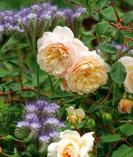 A Fabulous Duo: Rose 'Crocus Rose' & Phacelia tanacetifolia