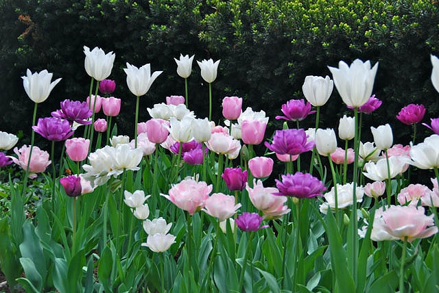 A Terrific Border Idea for Your Late Spring Garden