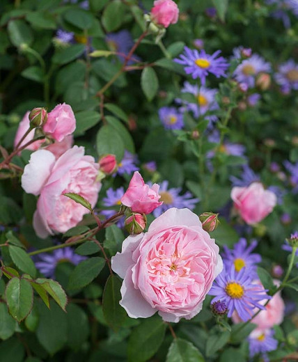 A Fabulous Duo: Rose 'Wisley 2008' & Aster x frikartii 'Monch'