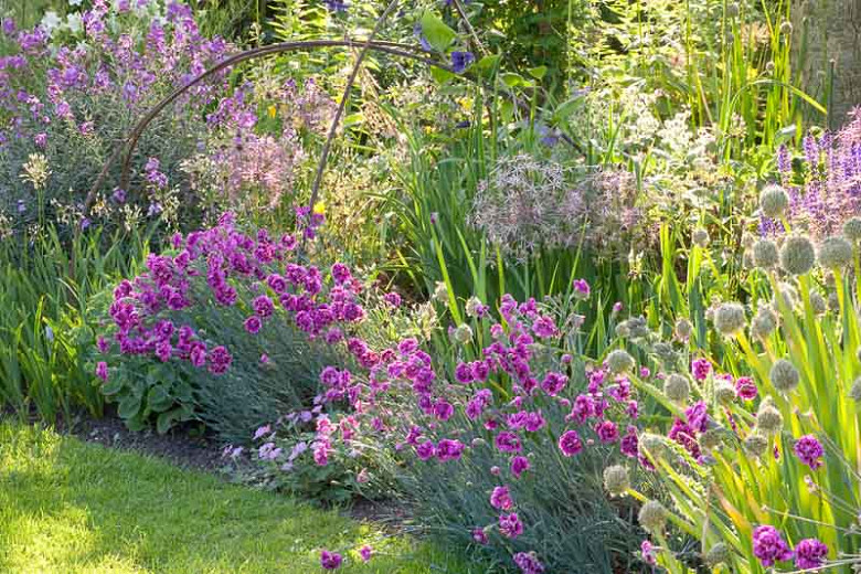 A Charming Border Idea with Alliums, Garden Pinks & Wallflowers