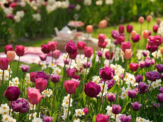 A Festive Border Idea for your Mid-Late Spring Garden