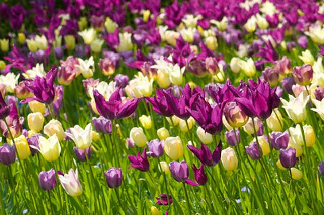 A Striking Border Idea for Your Late spring Garden