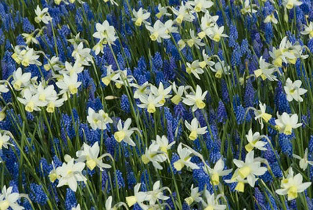 A Simple but Stunning Border Idea for Your Spring Garden