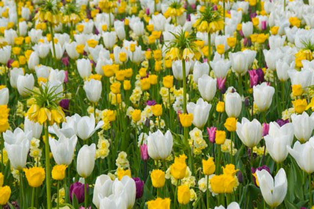 A Sparkling Spring Border Idea For Your Garden