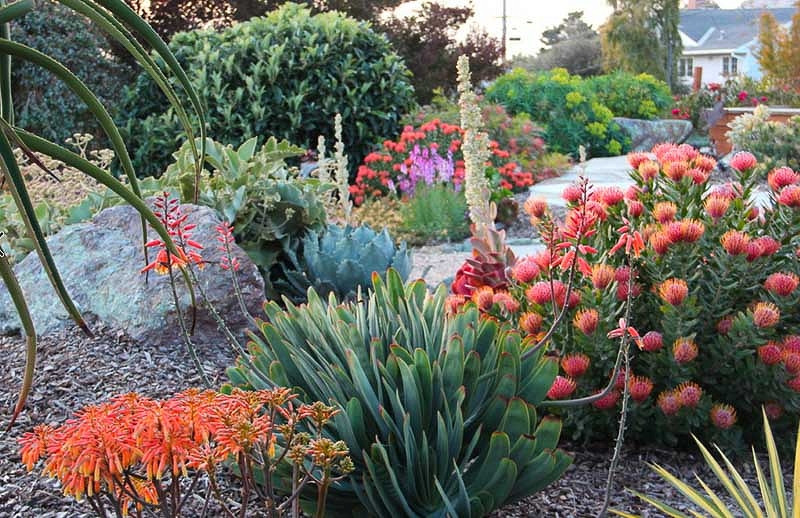 An Eye-Catching Mediterranean Garden with Agave, Aloe and Pincushion
