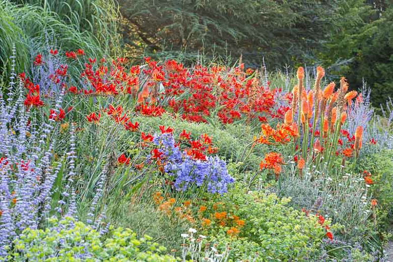 A Sparkling Summer Border Idea with Easy-to-Grow Perennials