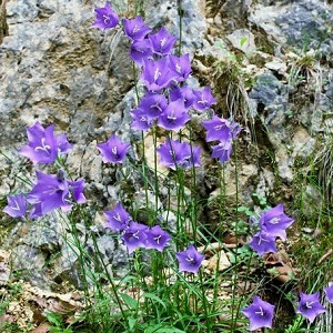 Campanula 'Birch Hybrid' (Bellflower)