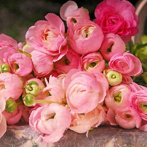 Ranunculus asiaticus 'Tomer Picotee' (Persian Buttercup)