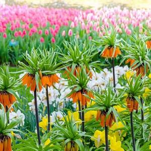 Fritillaria affinis (Chocolate Lily)