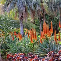Aloe arborescens (Torch Aloe)