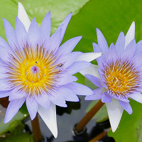 Nymphaea caerulea (Egyptian Blue Water Lily)