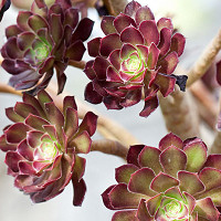 Aeonium arboreum