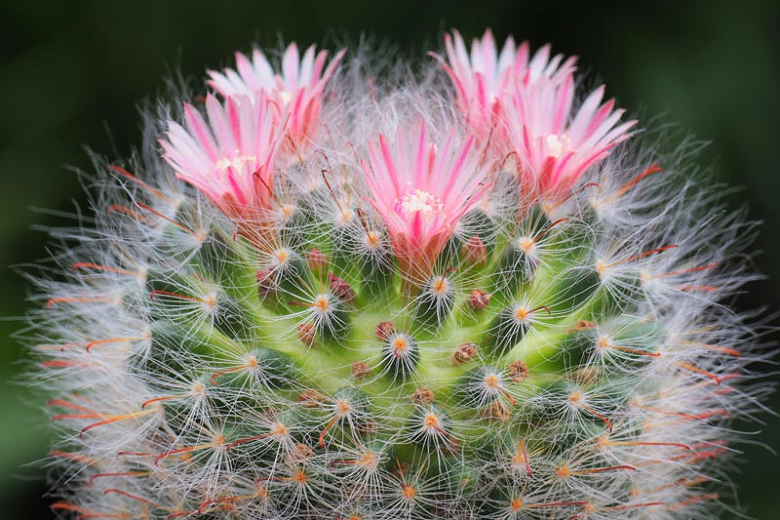 Mammillaria: A spiny beauty in a pot