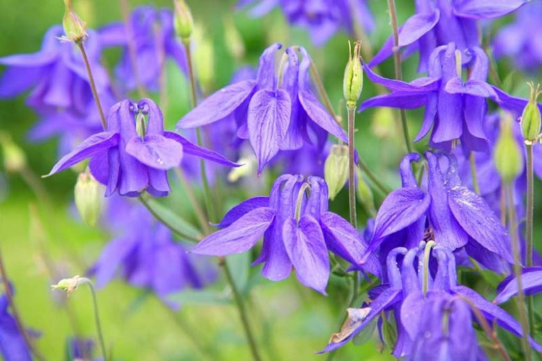 Columbine Plant Images