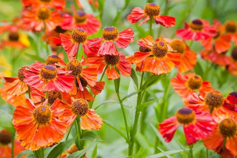 Helenium (Sneezeweed)