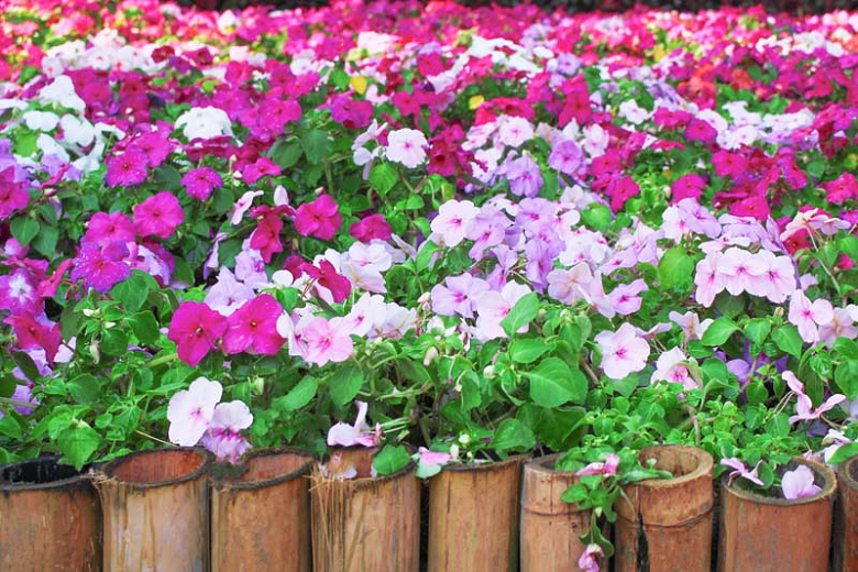 Impatiens Balsamina Flowering Season Buy | www.oceanproperty.co.th