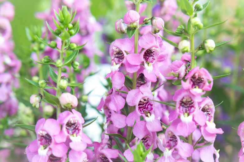 Angelonia: Dazzling Blooms, Low Maintenance!