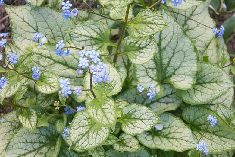 Brunnera macrophylla (Siberian Bugloss)