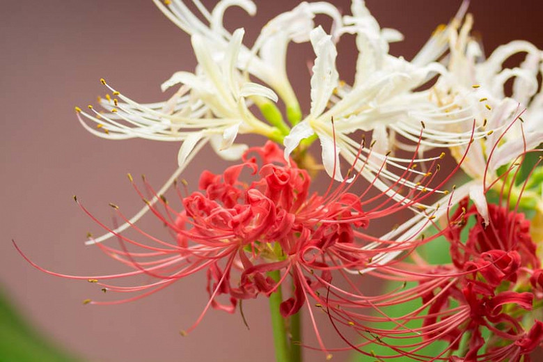 Lycoris (Spider Lilies)