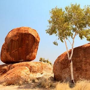 Find Plants by Region