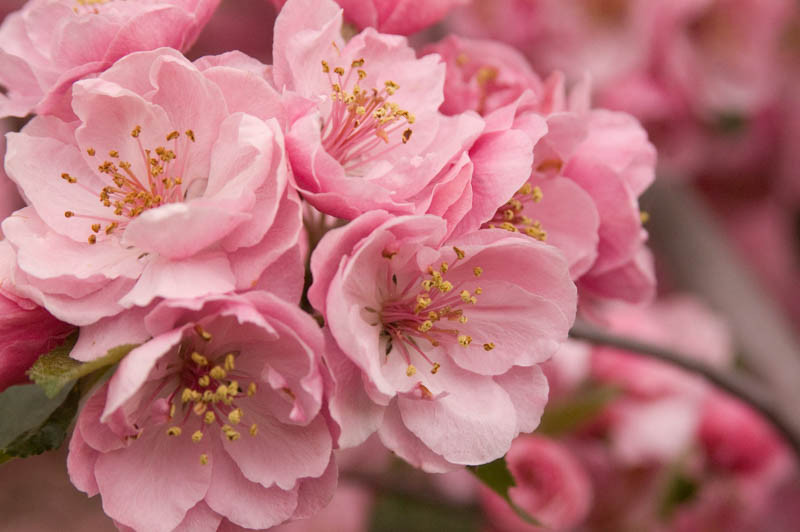 Malus 'Brandywine' (Crabapple)