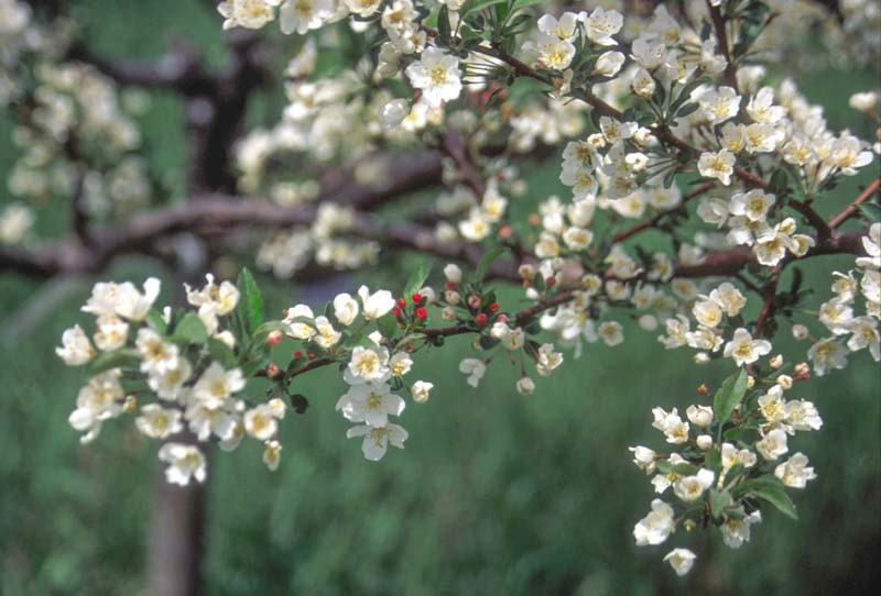 Malus sargentii 'Tina' (Sargent Crabapple)