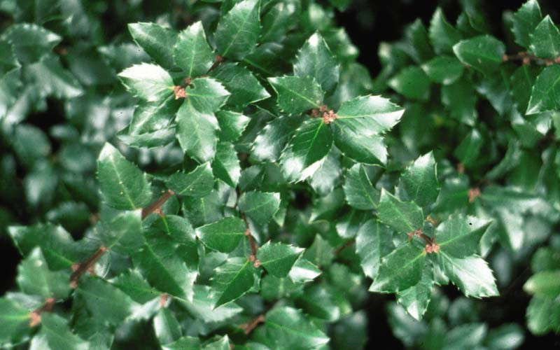 Ilex verticillata 'Jim Dandy' (Winterberry)