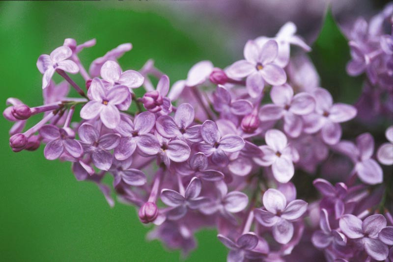 Syringa x hyacinthiflora 'Asessippi' (Early Flowering Lilac)