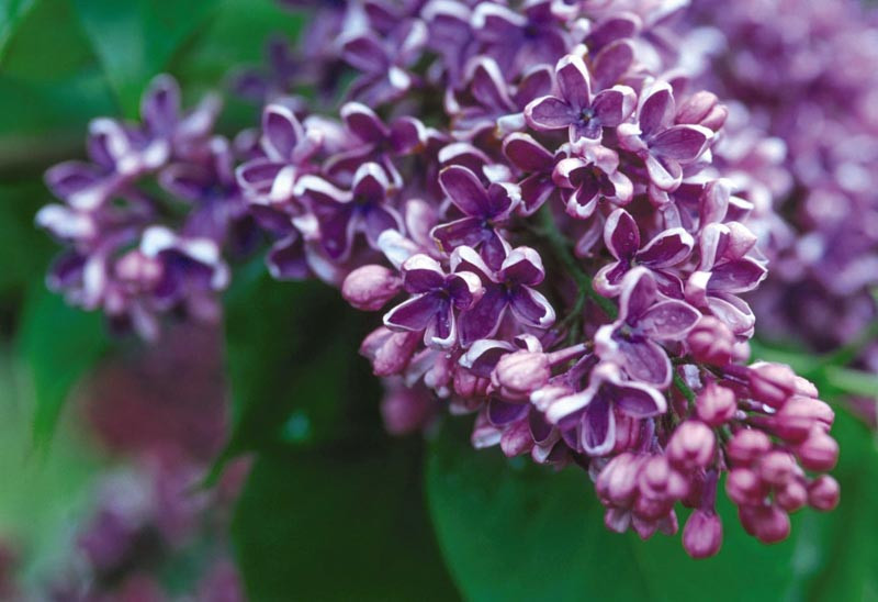Syringa vulgaris 'Albert F. Holden' (Lilac)