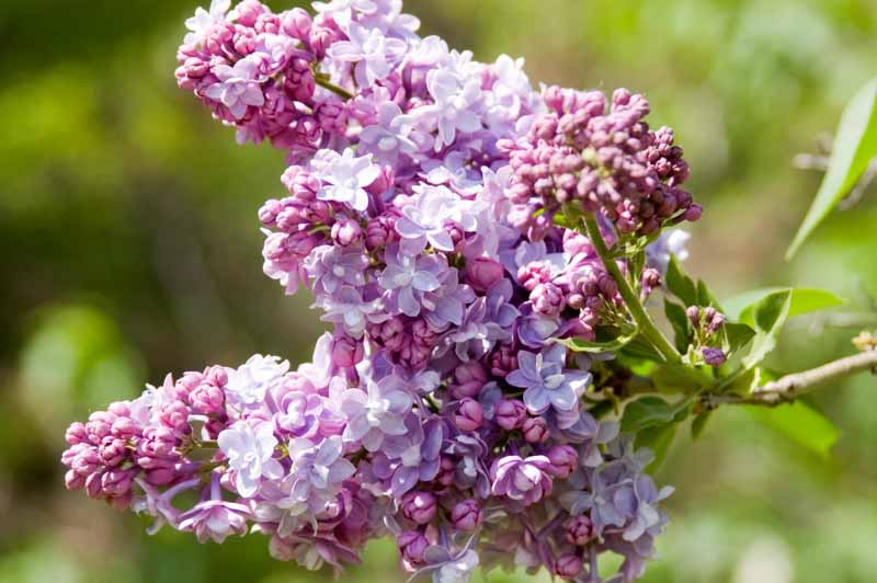 Syringa vulgaris 'President Grevy' (Lilac)