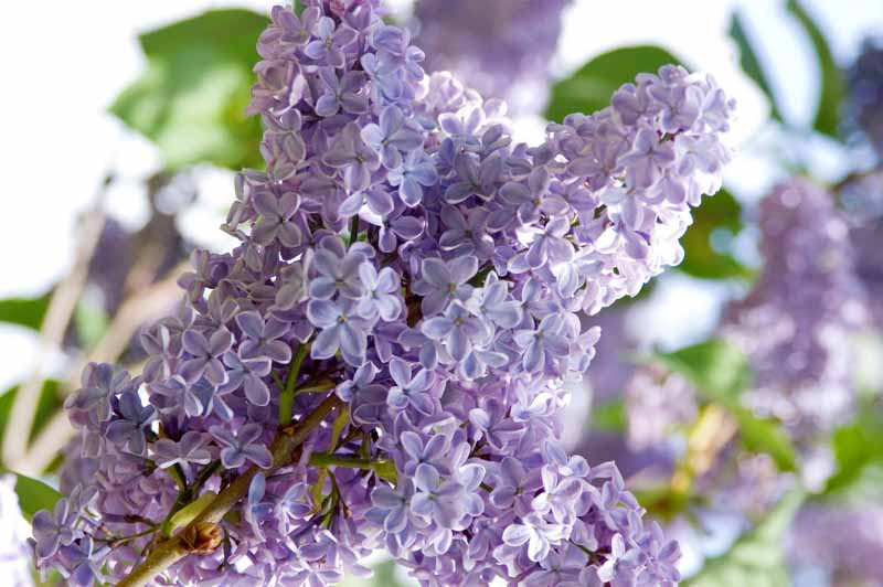 Syringa vulgaris 'President Lincoln' (Lilac)