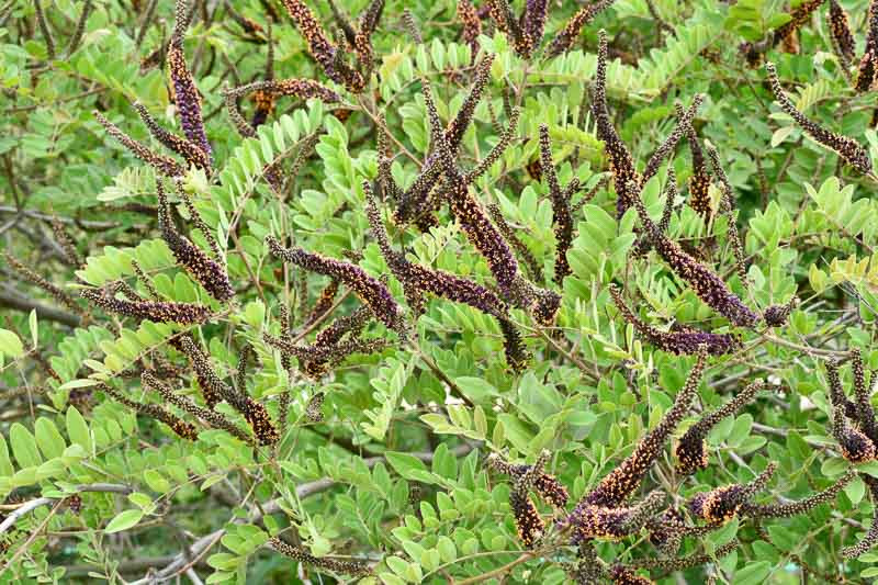 Amorpha canescens (Lead Plant)