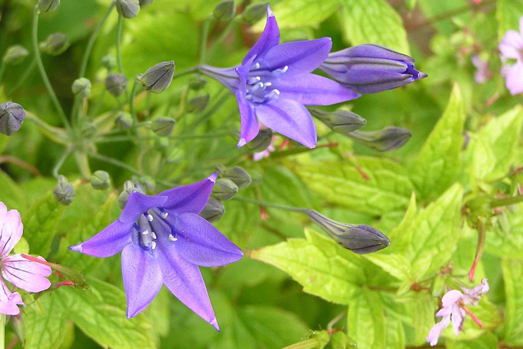 Triteleia laxa (Ithuriel's Spear)