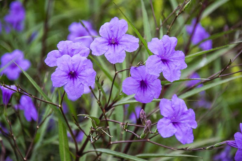 Ruellia brittoniana (Mexican Petunia)