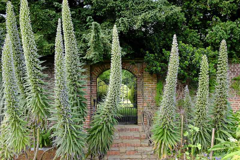 Echium pininana (Tower of Jewels)