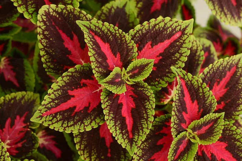 Solenostemon 'French Quarter' (Coleus)