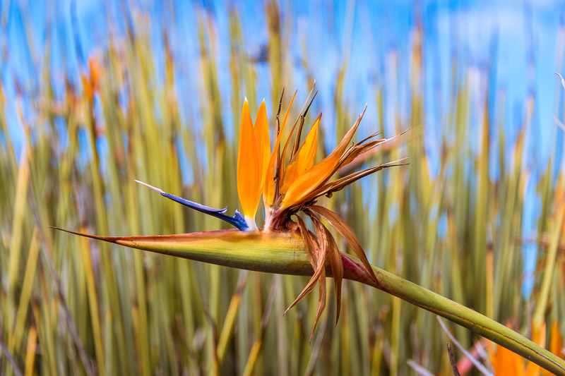 Strelitzia juncea (Narrow-leaved Bird of Paradise)