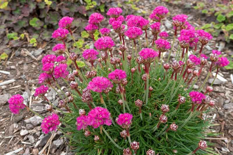 Armeria maritima 'Splendens' (Sea Thrift)