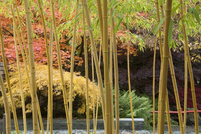 Phyllostachys vivax f. aureocaulis (Golden Chinese Timber Bamboo)